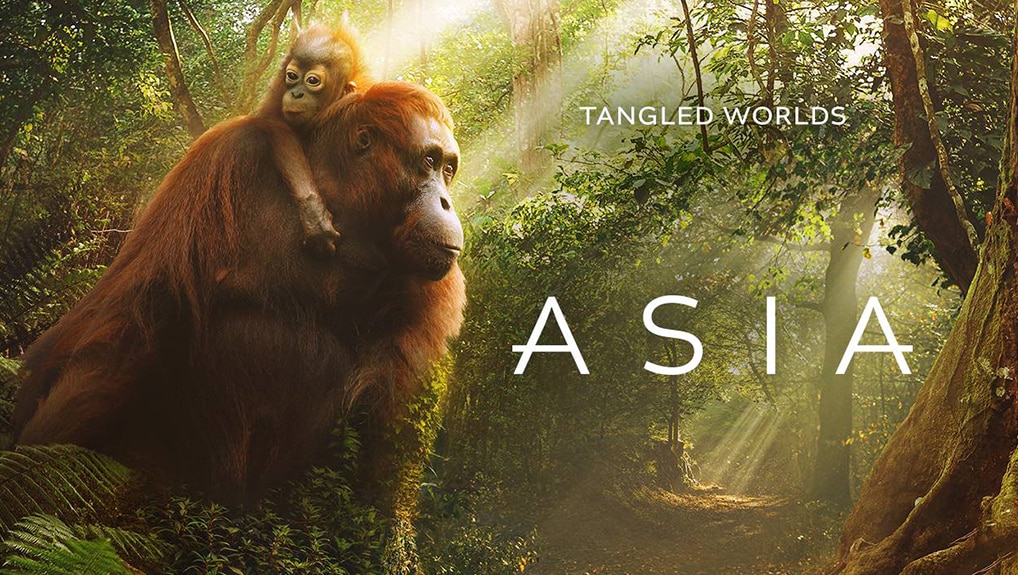 Asia | BBC Earth | BBC Asia